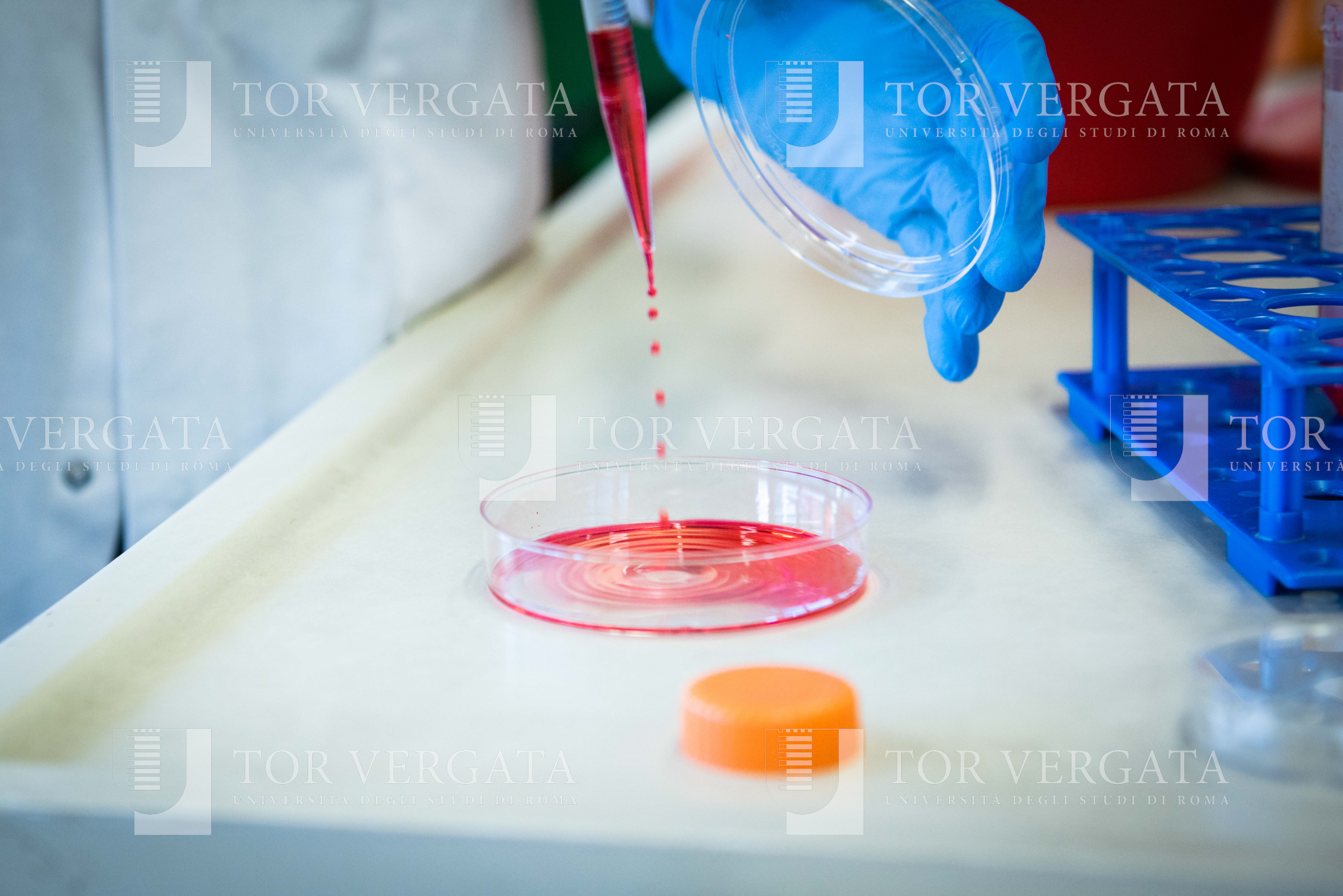Macroarea di Scienze MM.FF.NN. – Università degli Studi di Roma Tor Vergata